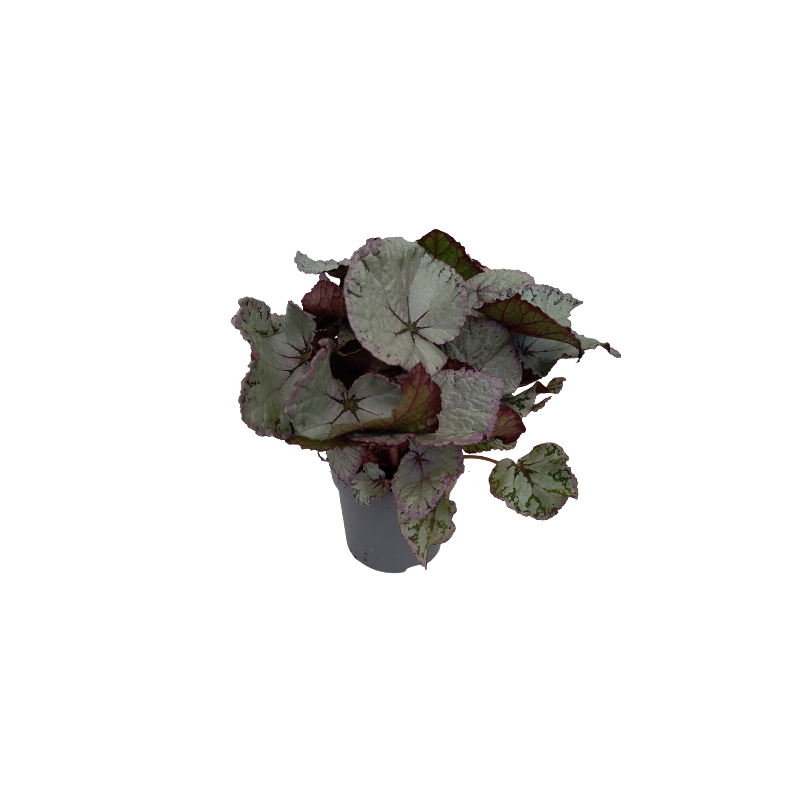 Bégonia rex pot de 13 cm